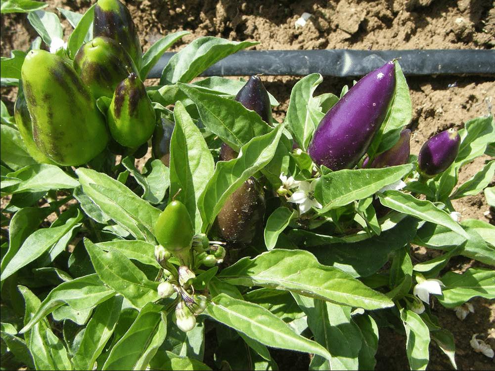 A More Efficient And Simple Seed Extraction Process For Royston Petrie